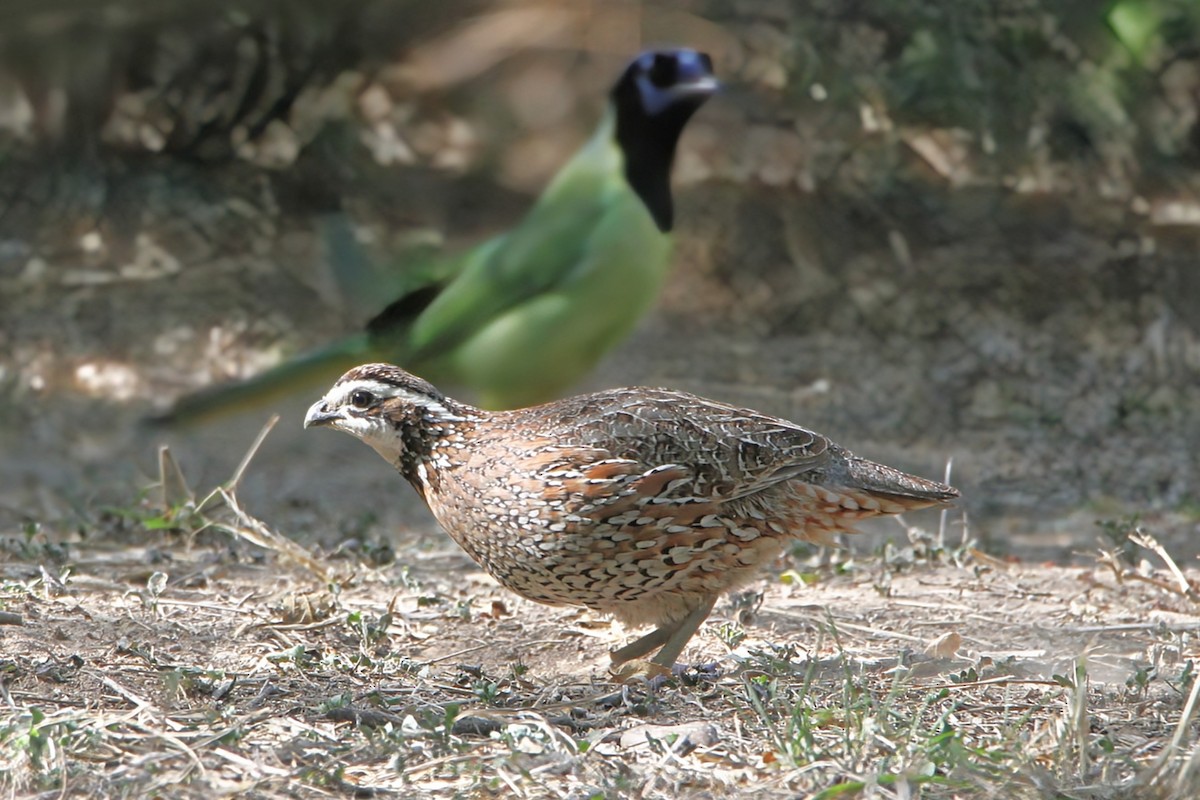 eBird Checklist - 10 Mar 2025 - Salineño Wildlife Preserve--DeWind's ...