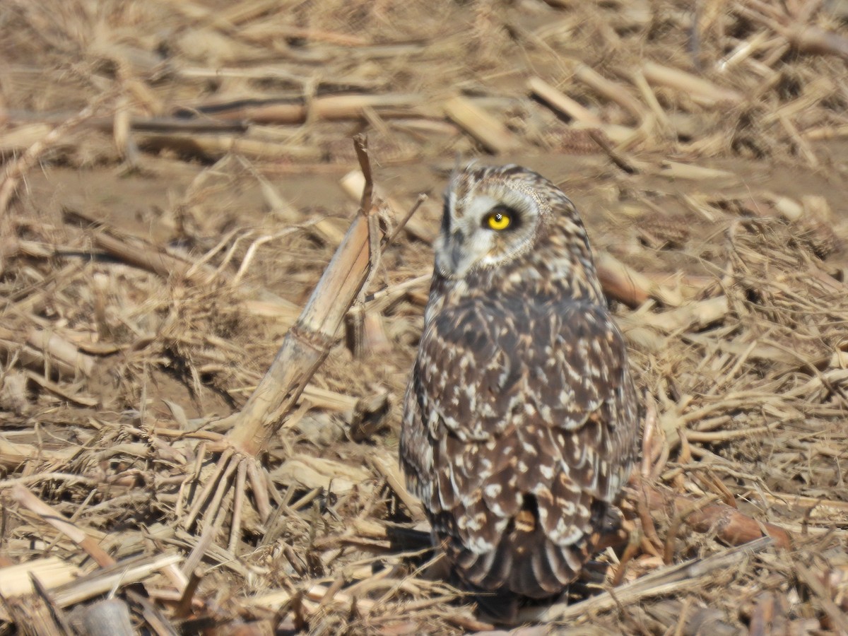 ML631933071 - Short-eared Owl - Macaulay Library