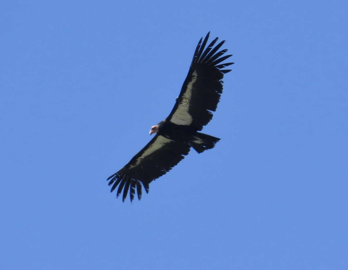 eBird Checklist - 9 Mar 2025 - Cañada Larga Rd. - 23 species
