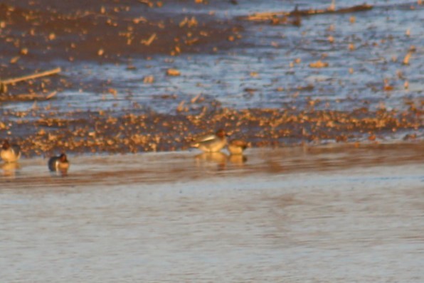 Pennsylvania Bird Atlas Checklist - 10 Mar 2025 - John Heinz NWR--wetlands (Delaware Co.) - 34 ...