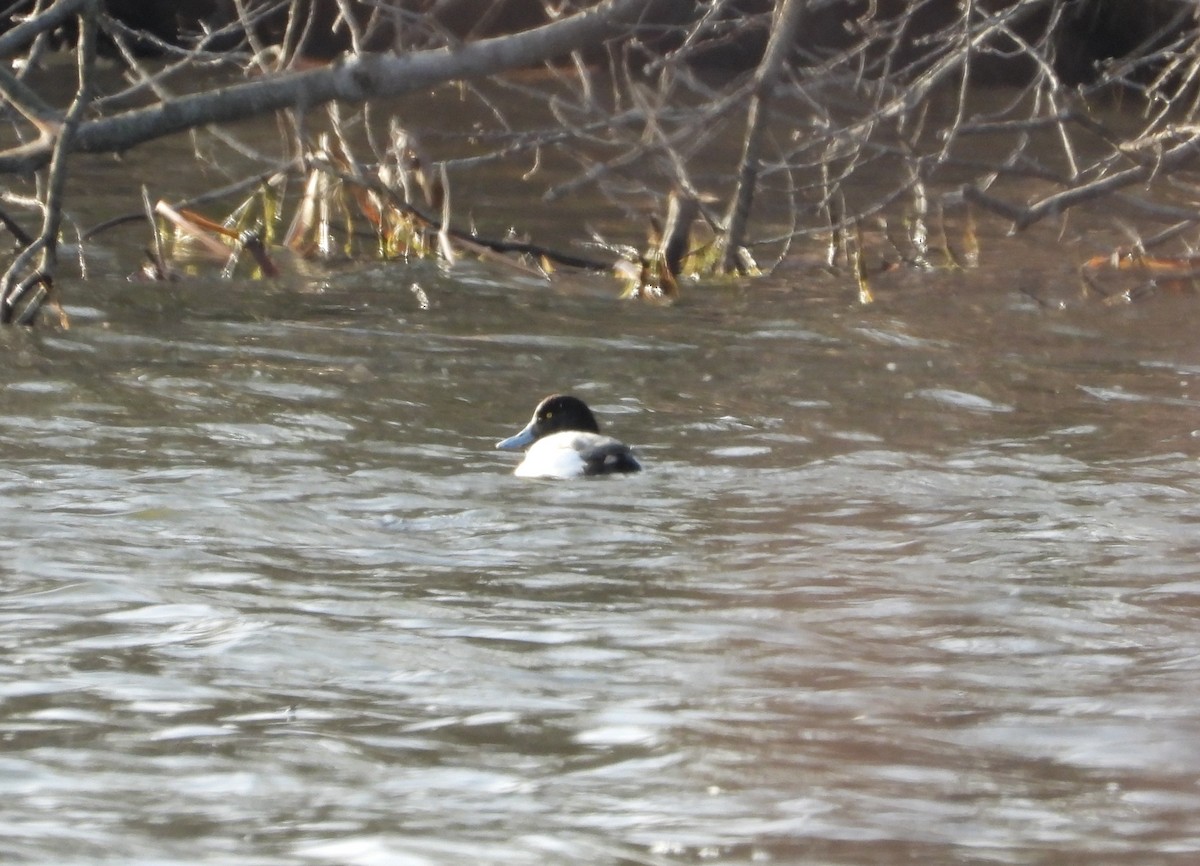 eBird Checklist - 10 Mar 2025 - Morrow Lake--Plaza Ave. access - 21 species