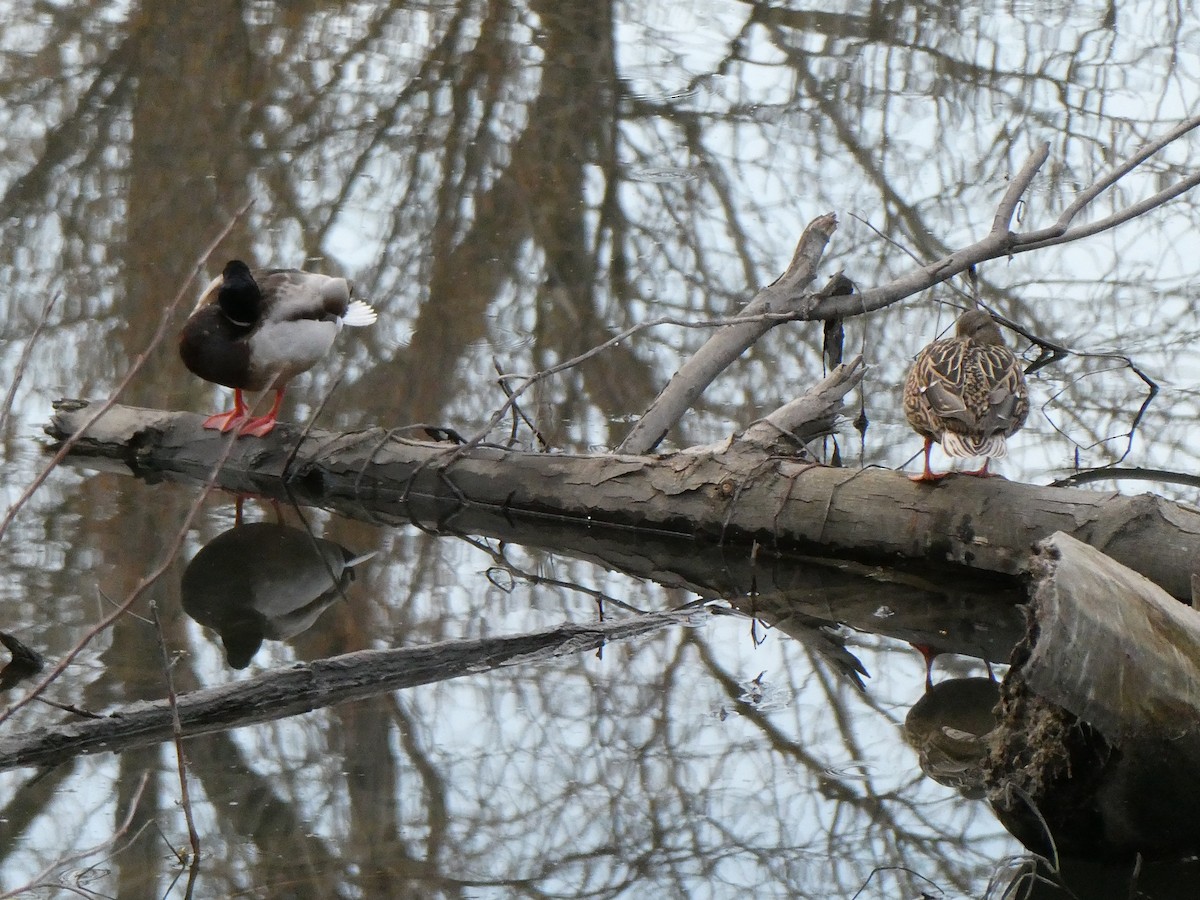eBird Checklist - 10 Mar 2025 - American River Parkway behind condo ...