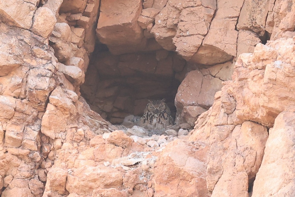 eBird Checklist - 3 Mar 2025 - Falcon nest but exact location - 1 species