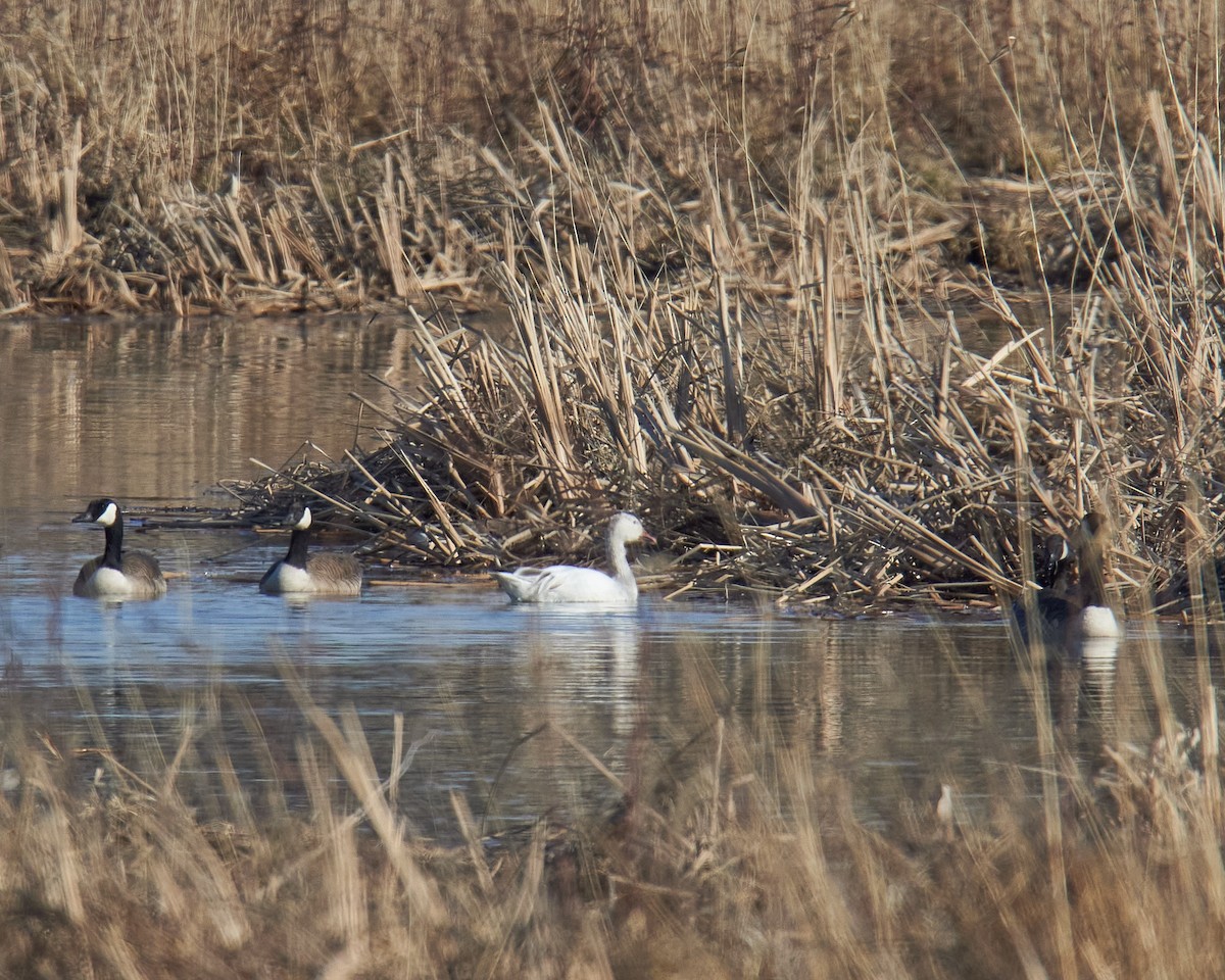 eBird Checklist - 10 Mar 2025 - Franklin Delano Roosevelt (FDR) Park ...