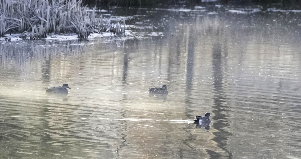 eBird Checklist - 10 Mar 2025 - Gilbert's Corner Regional Park - 31 species