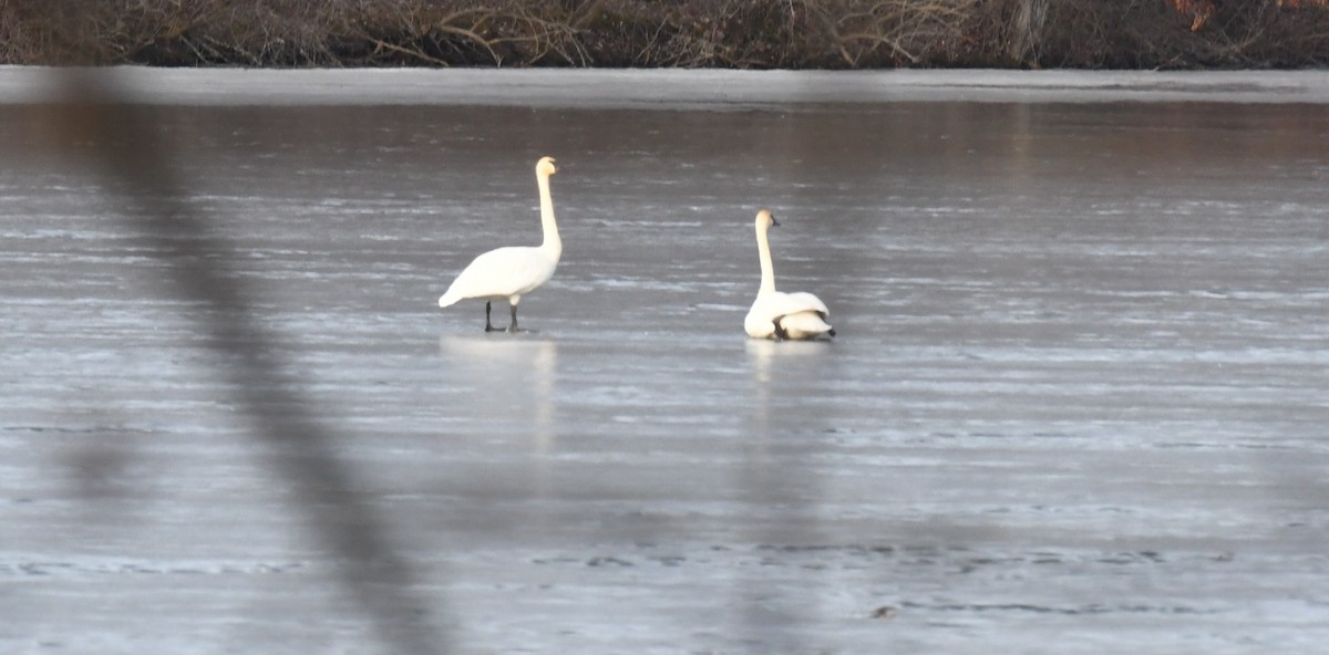 eBird Checklist - 11 Mar 2025 - Sleepy Hollow SP (Lake Ovid) - 29 species