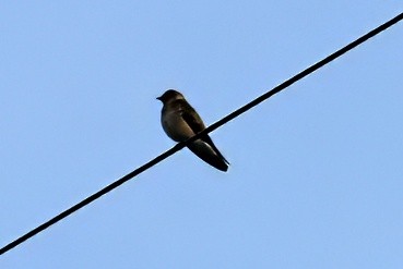 ML631962035 - Southern Rough-winged Swallow - Macaulay Library