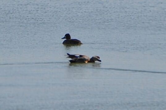 Pennsylvania Bird Atlas Checklist - 11 Mar 2025 - Silt Pond B, end of ...