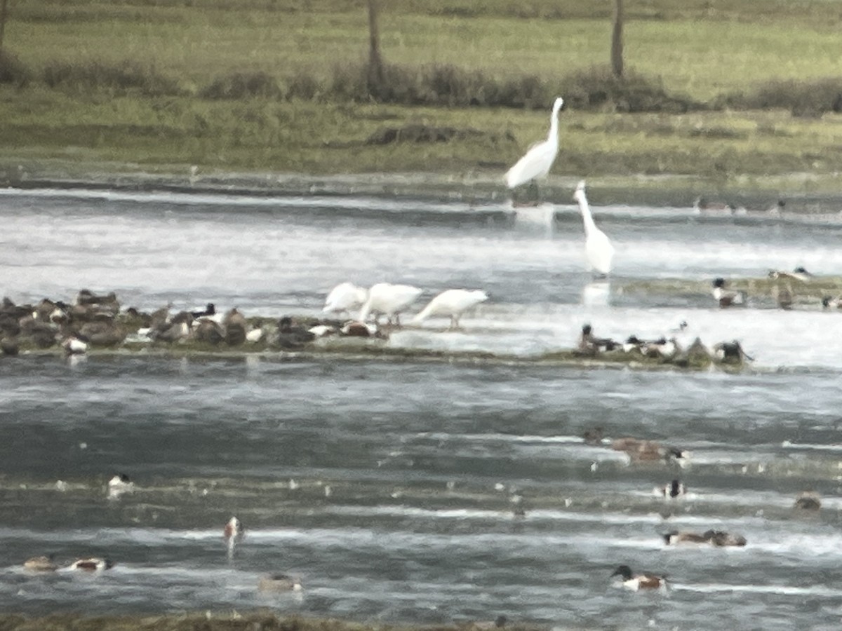 eBird Checklist - 11 Mar 2025 - 55630–55666 Fishtrap Rd, Coquille US-OR ...