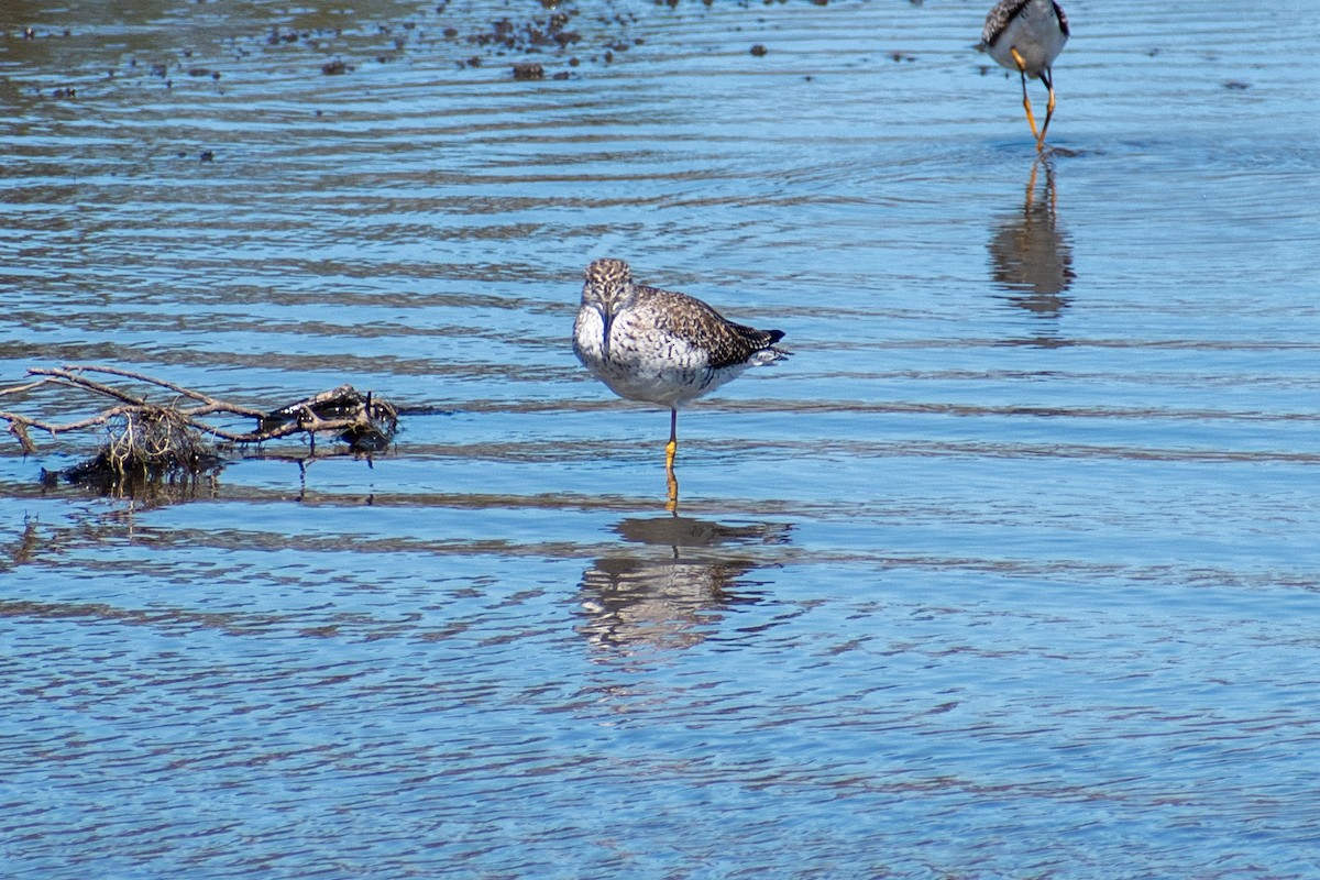 eBird Checklist - 11 Mar 2025 - Donnelley WMA (partial fall and winter ...