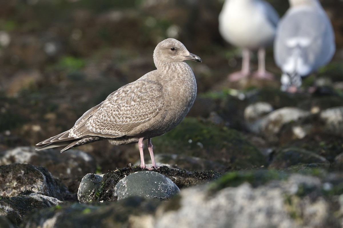 ML631973875 - Iceland Gull (Thayer's) - Macaulay Library