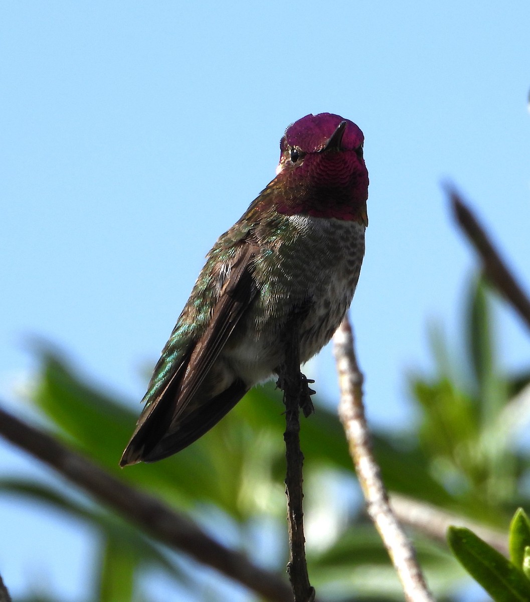 eBird Checklist - 10 Mar 2025 - Andree Clark Bird Refuge - 39 species ...