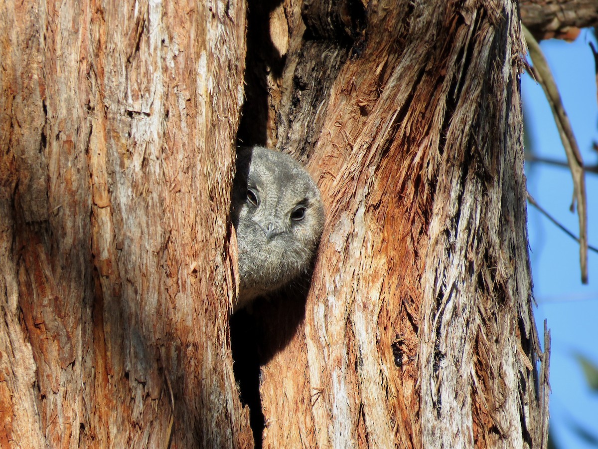 eBird Checklist - 12 Mar 2025 - The Pinnacle Nature Reserve - 21 species