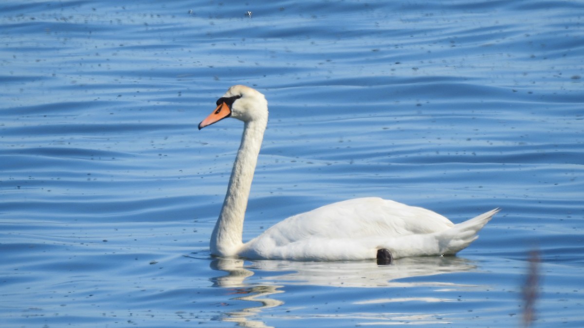 eBird Checklist - 11 Mar 2025 - Timber Point Golf Course--East Marina ...