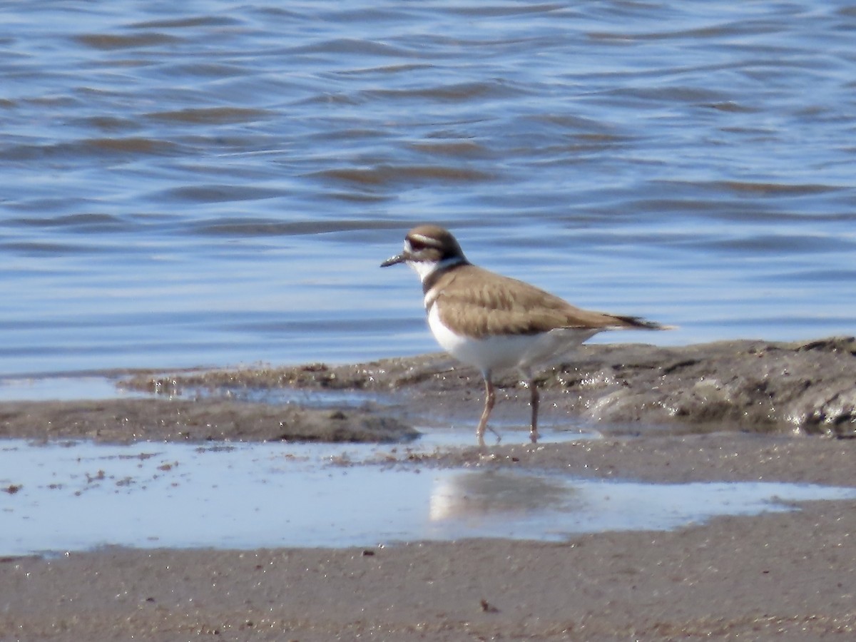 eBird Checklist - 11 Mar 2025 - Parker River NWR - 20 species