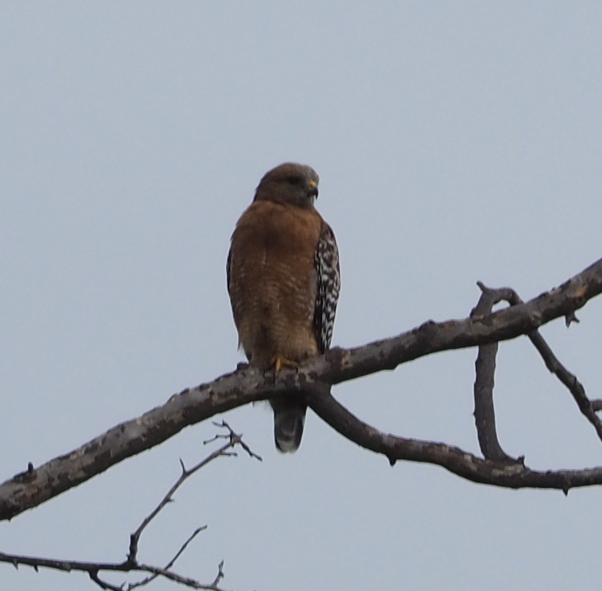 eBird Checklist - 11 Mar 2025 - Biddle Regional Park - 28 species