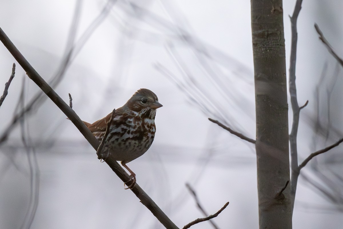 Pennsylvania Bird Atlas Checklist - 11 Mar 2025 - State Game Lands 165 ...