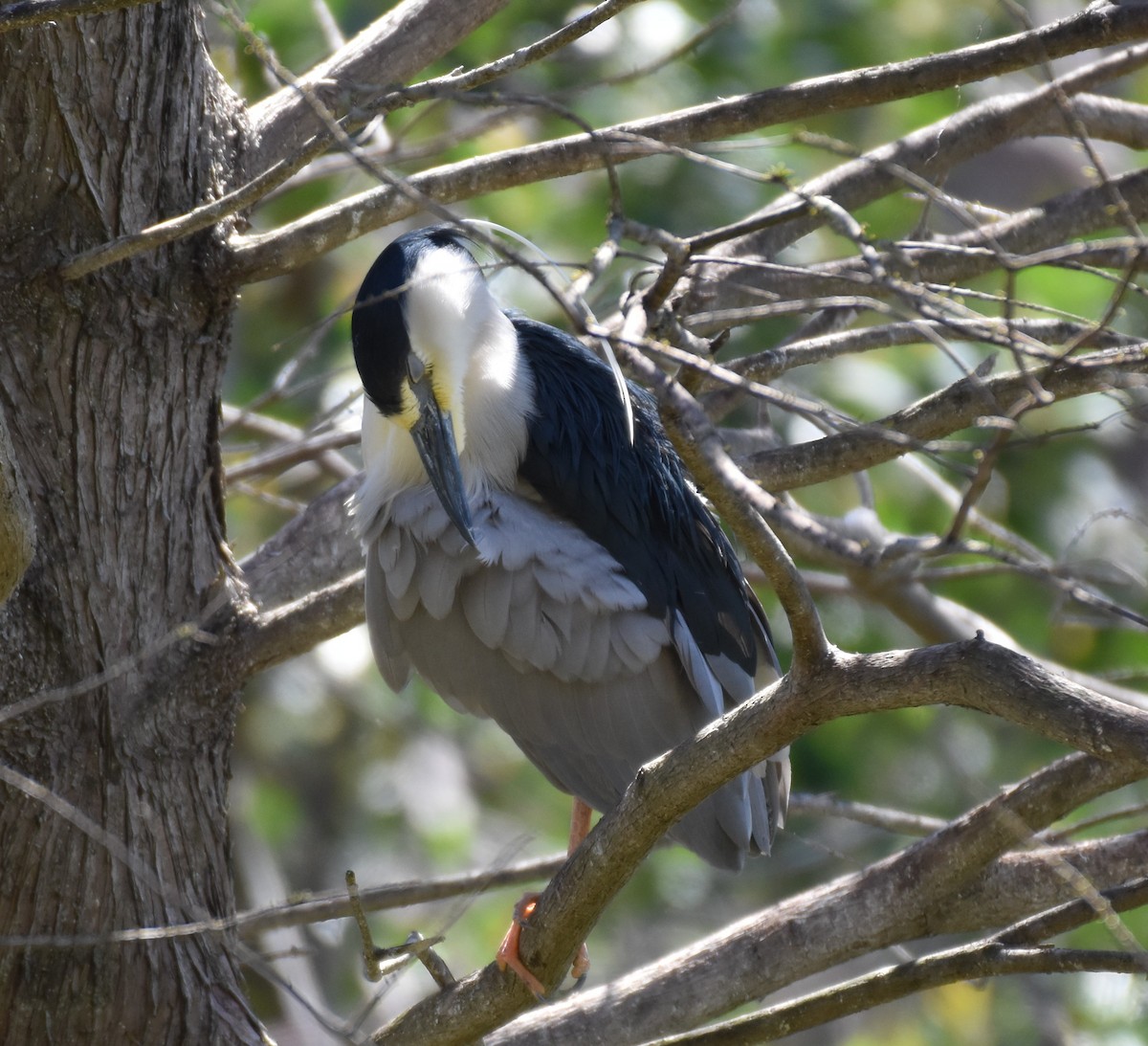 eBird Checklist - 11 Mar 2025 - Cypress Wetlands - 26 species