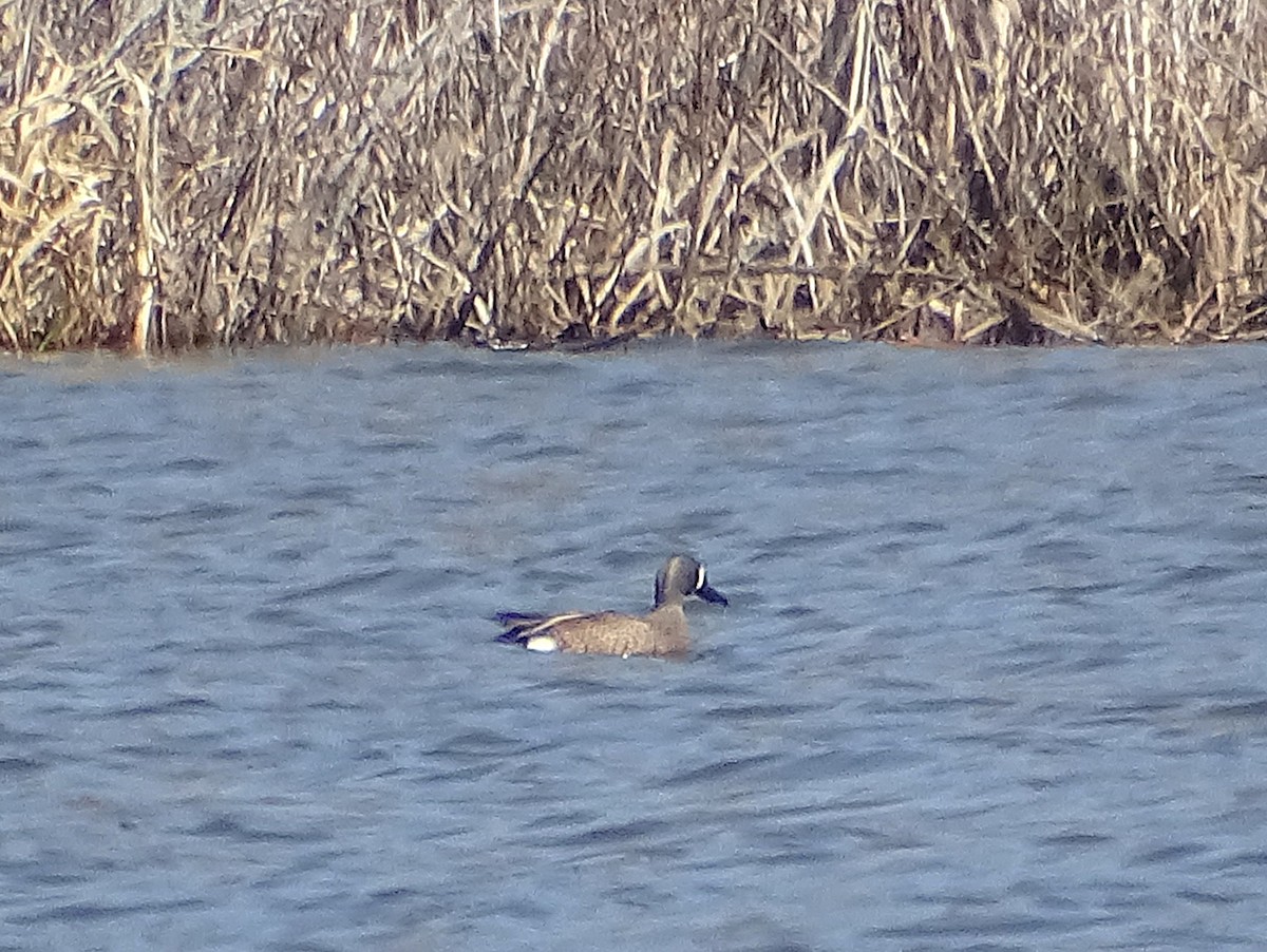 eBird Checklist - 11 Mar 2025 - Killbuck Marsh Wildlife Area--Clark Rd ...