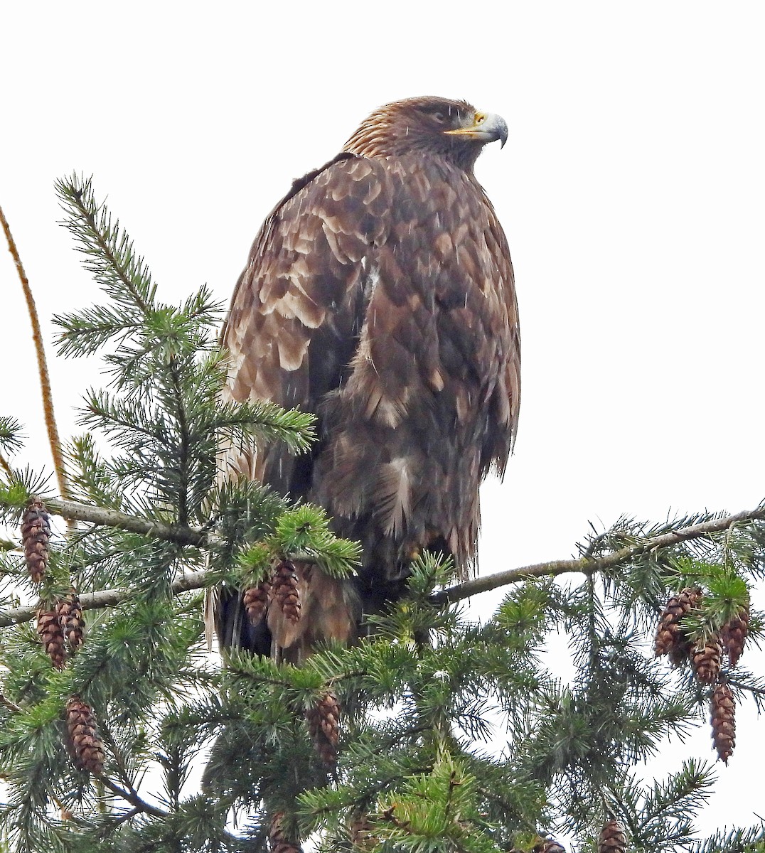 eBird Checklist - 11 Mar 2025 - Serpentine Fen - 23 species
