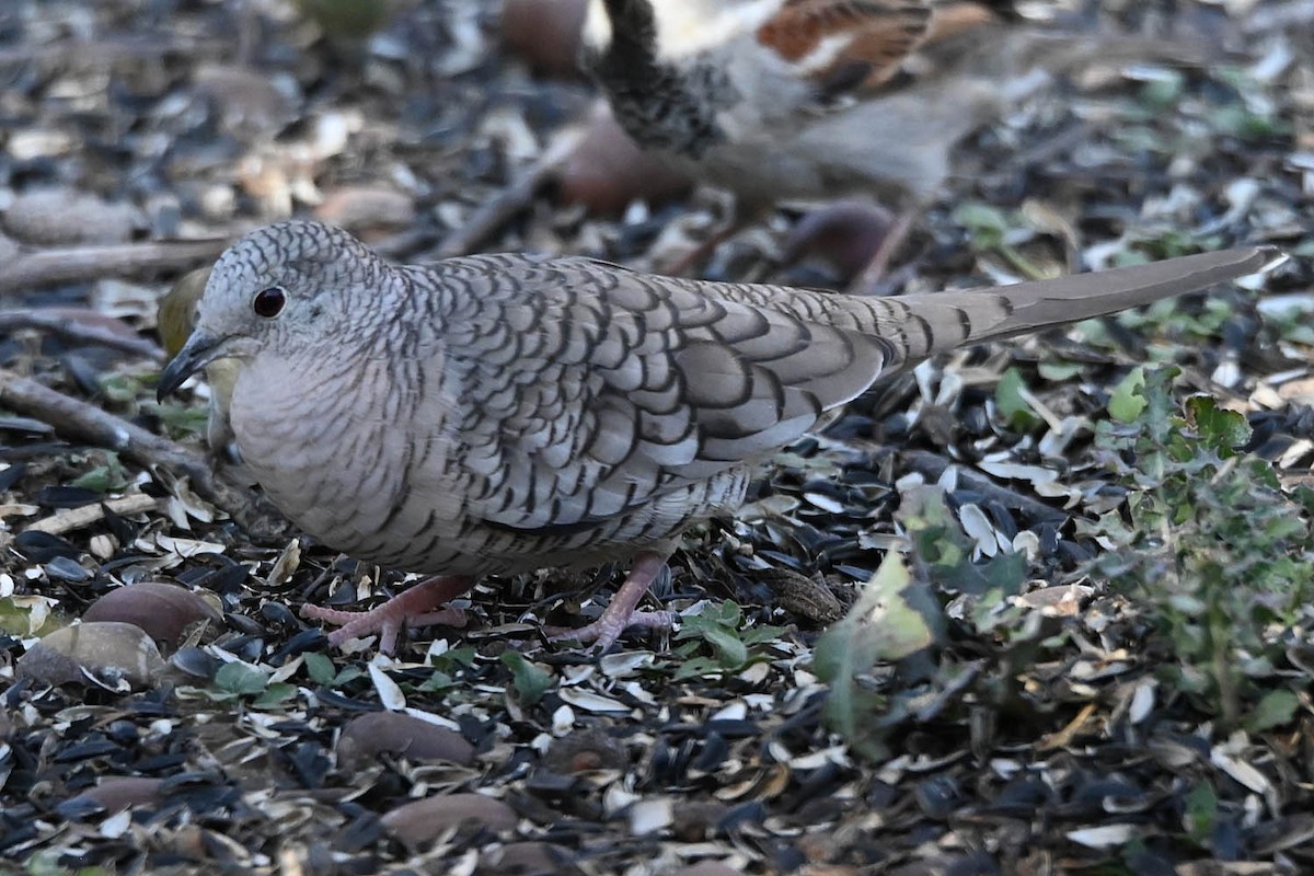 eBird Checklist - 11 Mar 2025 - My house in Brackettville - 20 species