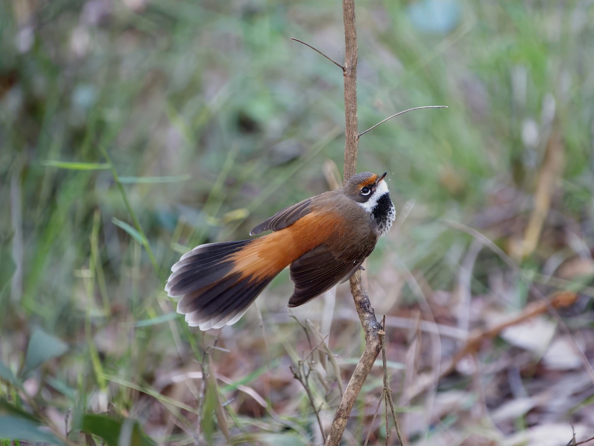 ML631991794 - Australian Rufous Fantail - Macaulay Library
