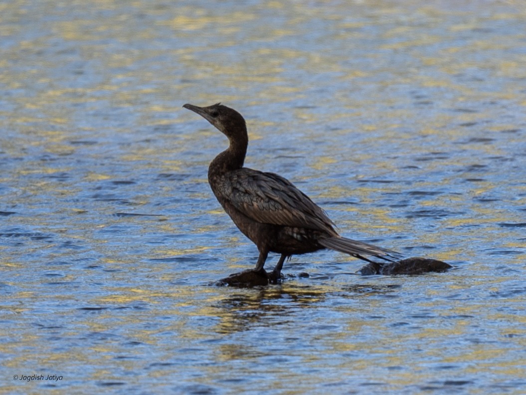 eBird Checklist - 9 Mar 2025 - Madhai-Churna Forest Road STR - 3 species