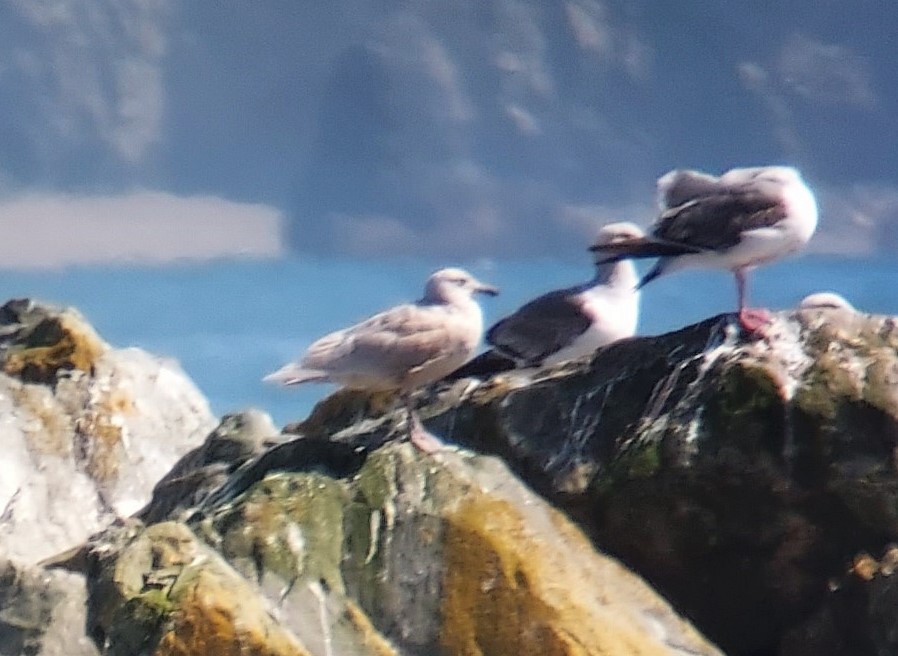 eBird Checklist - 11 Mar 2025 - Doran Regional Park - entrance pond to ...