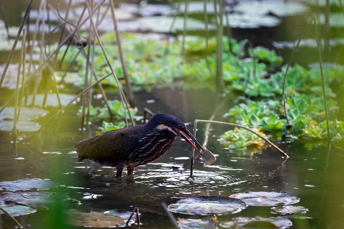 ML631995235 - Black Bittern - Macaulay Library