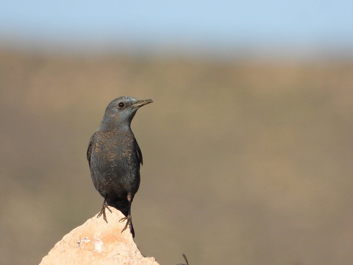 Israel Breeding Bird Atlas Checklist - 12 Mar 2025 - Tel Krayot==תל ...