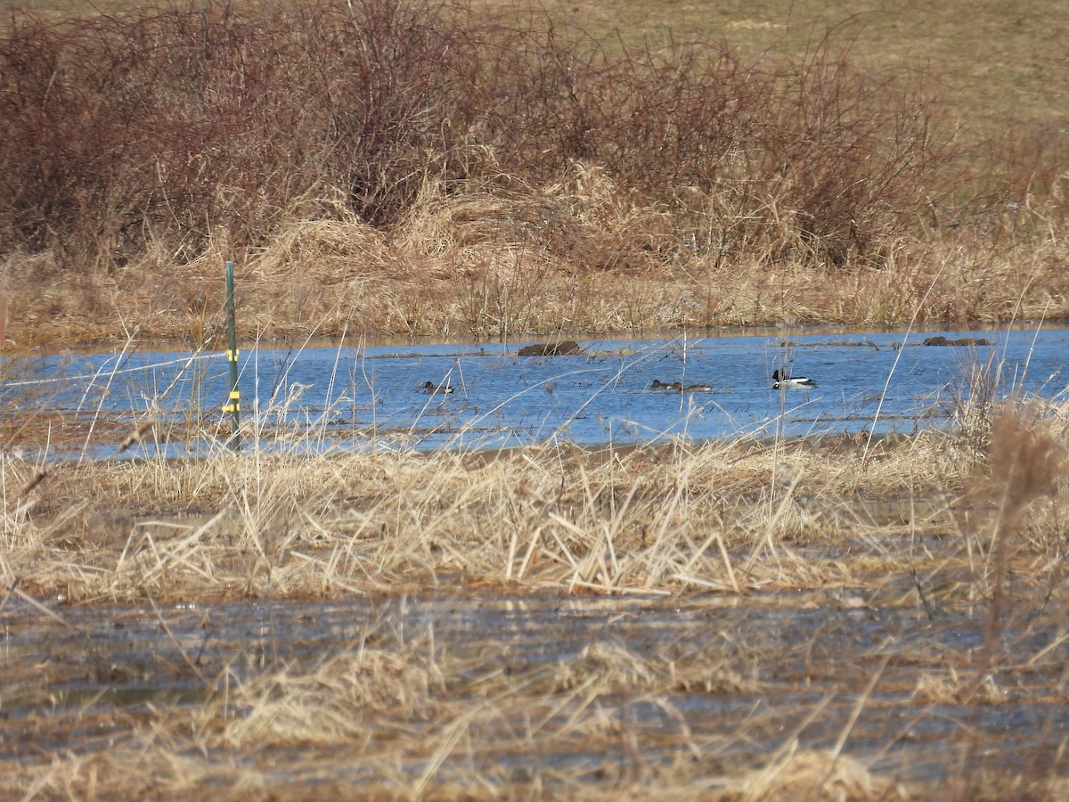 eBird Checklist - 10 Mar 2025 - Riverside Road along Conewango Creek ...
