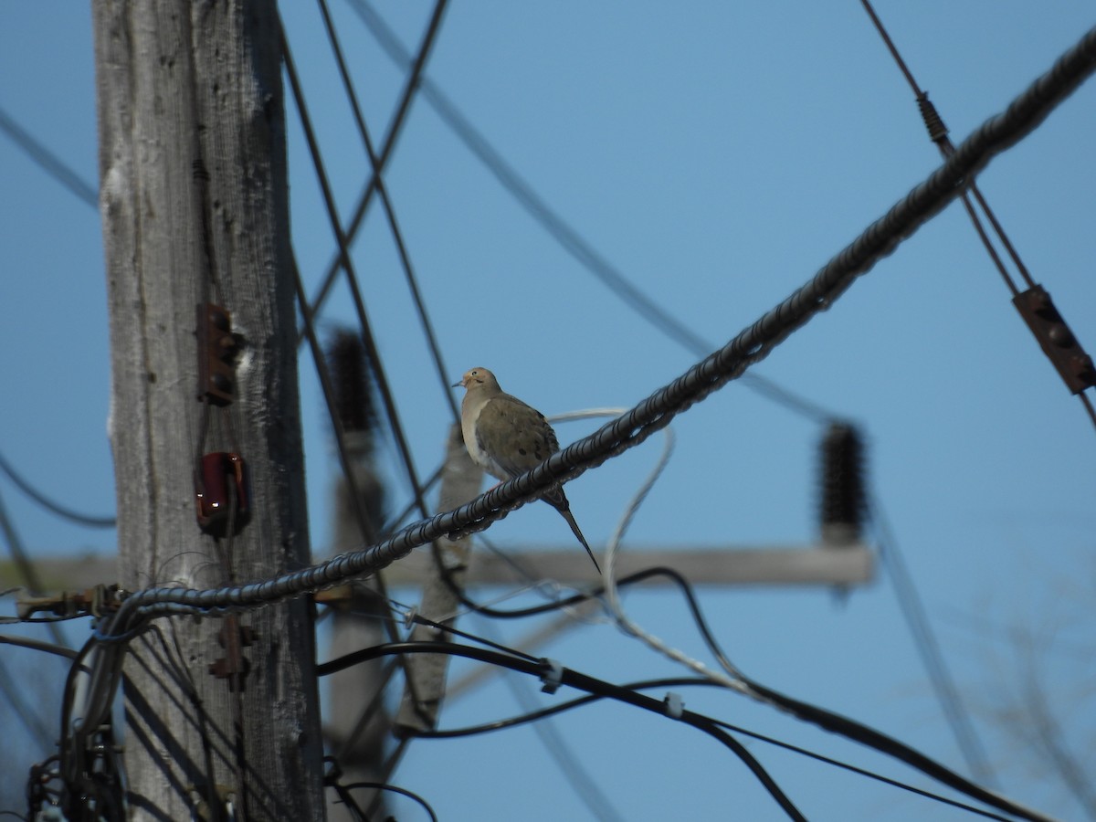 eBird Checklist - 10 Mar 2025 - Stow Fishing Access Site - 7 species