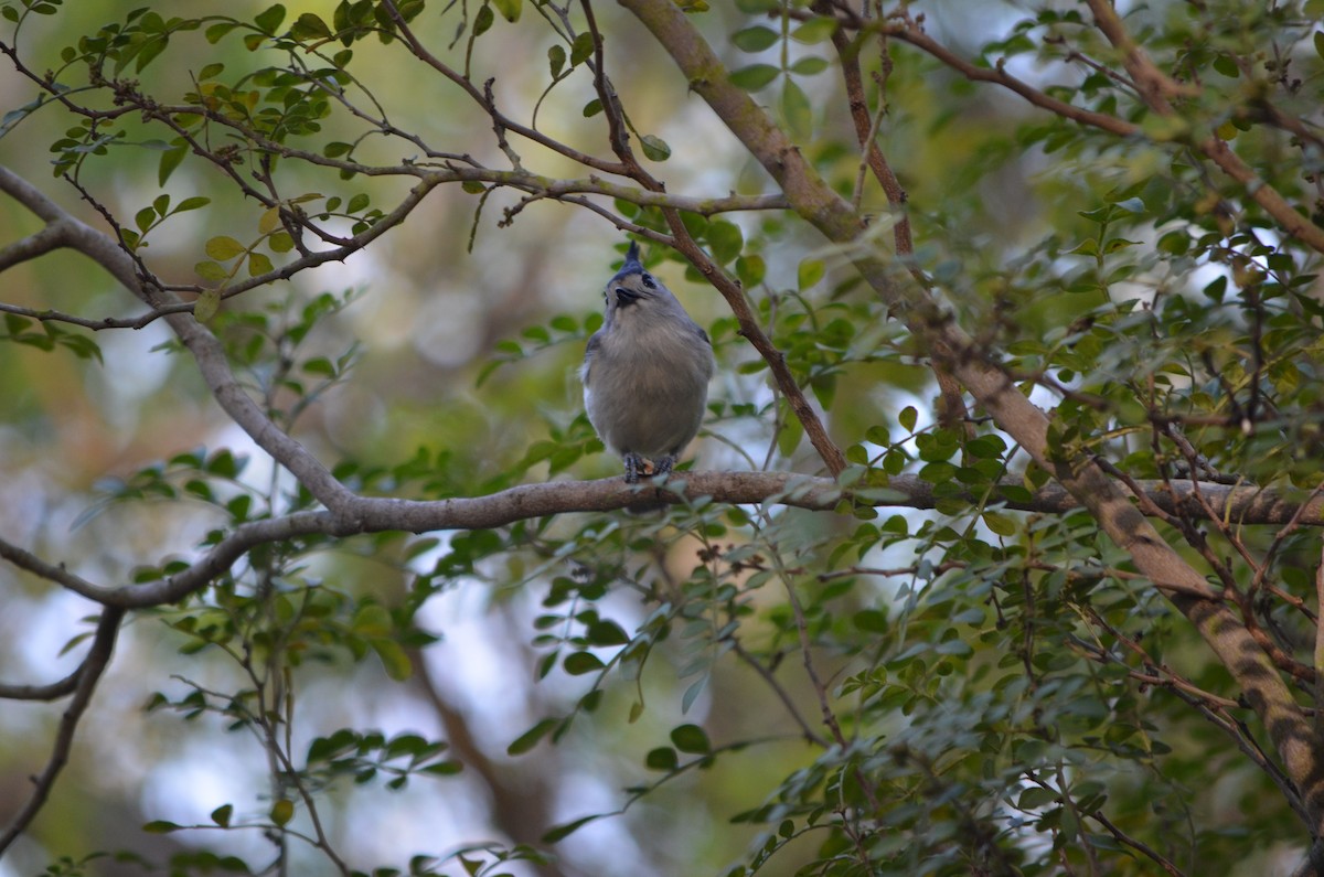 eBird Checklist - 12 Mar 2025 - Caesar Kleberg Wildlife Center (access ...