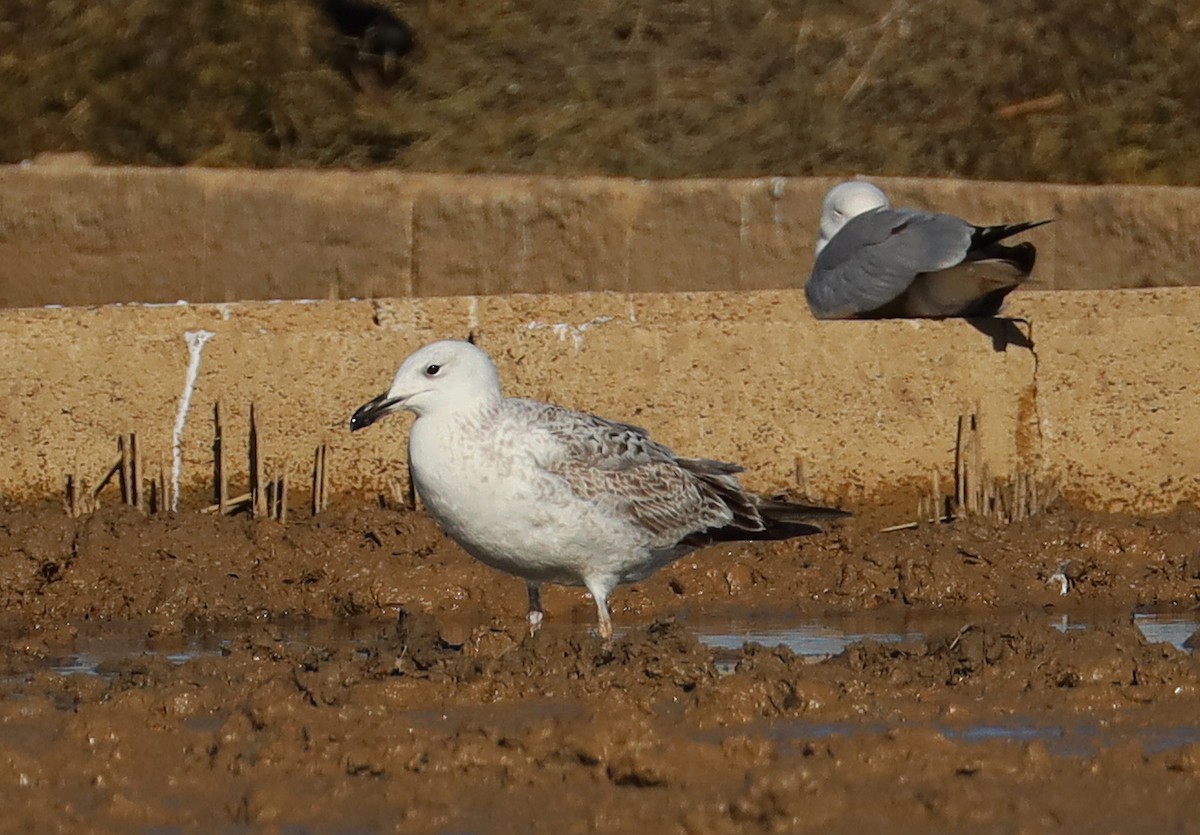 eBird Checklist - 12 Mar 2025 - P.N Albufera, marjales de Sollana. Valencia. - 38 species (+1 ...