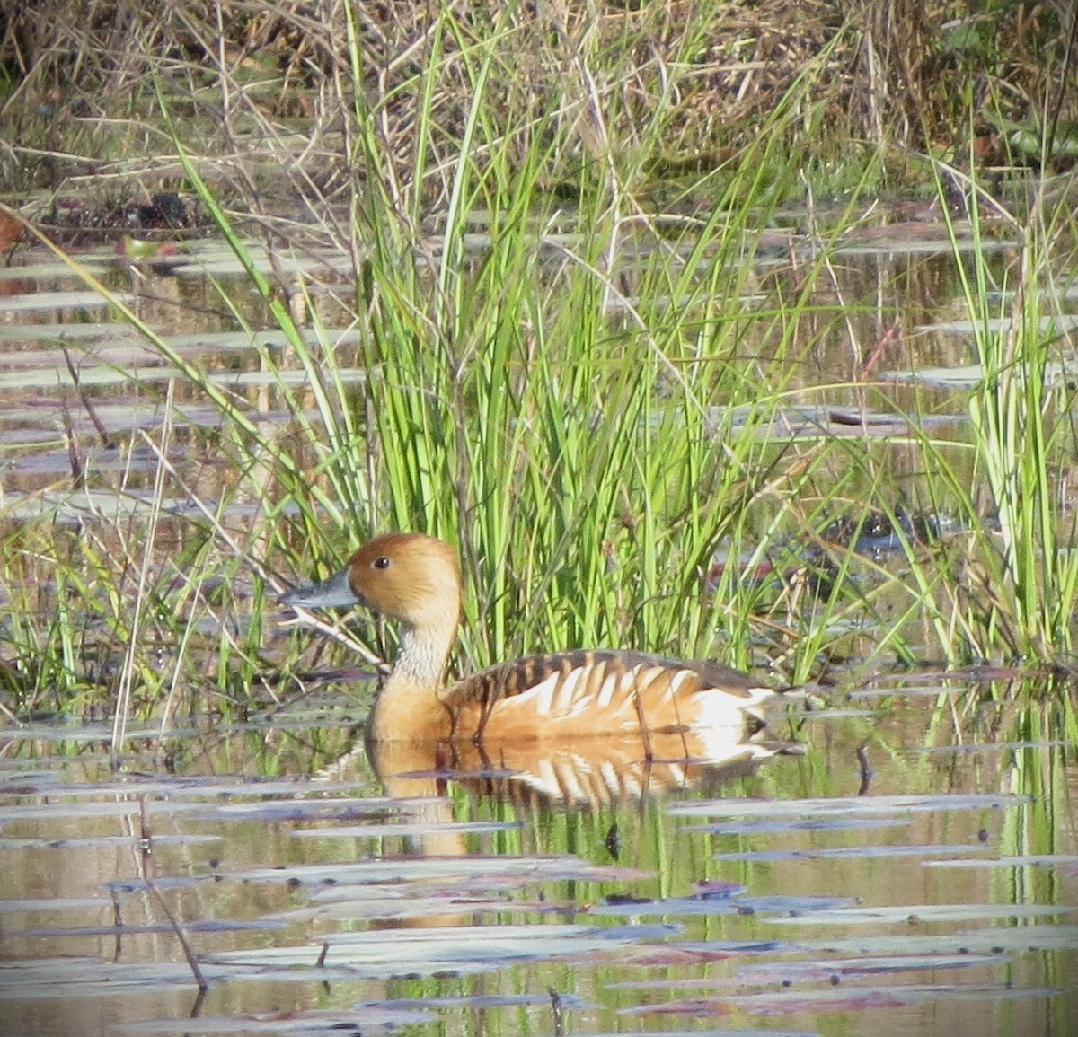 eBird Checklist - 12 Mar 2025 - MS-15 N, Biloxi US-MS 30.47008, -88. ...