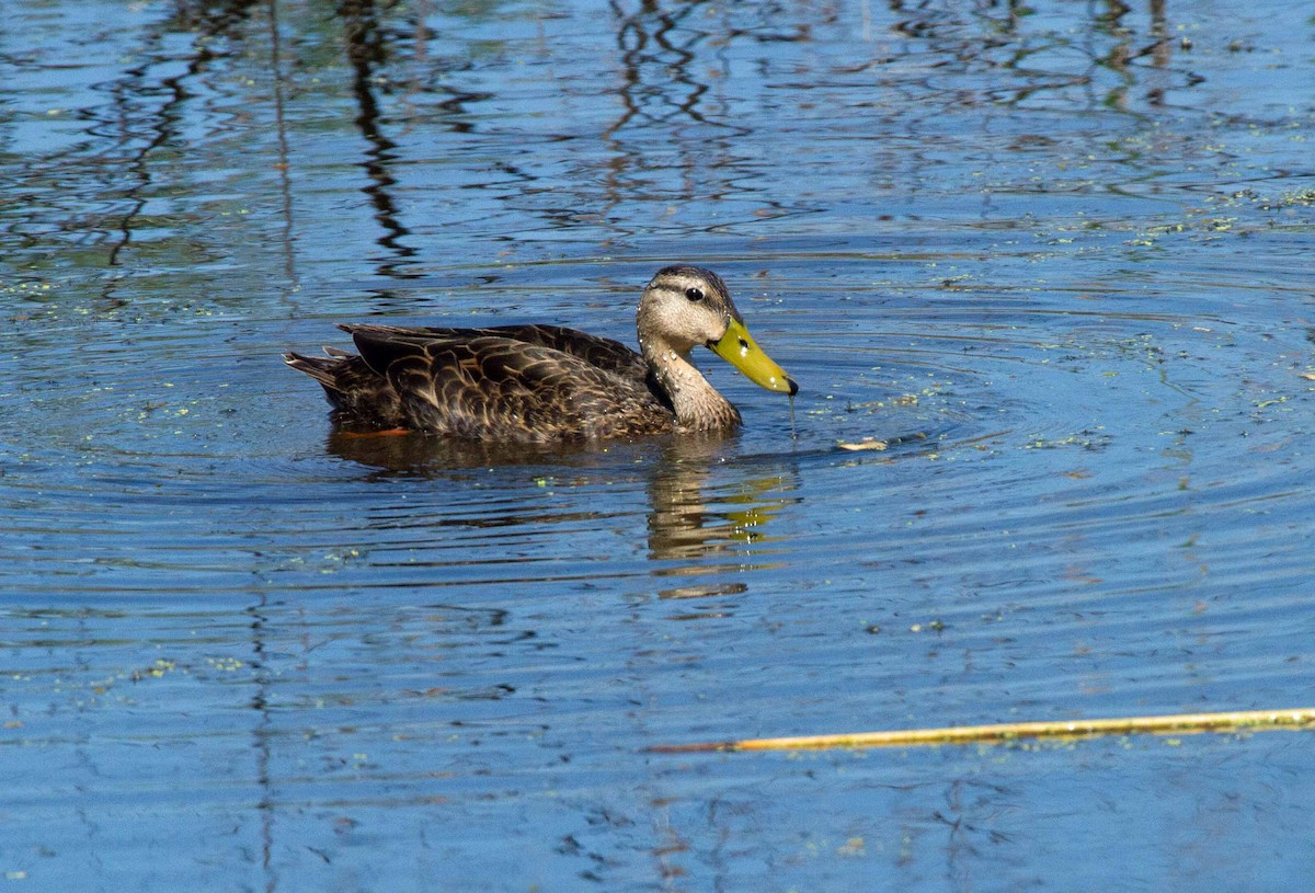 ML632009989 - Mottled Duck - Macaulay Library
