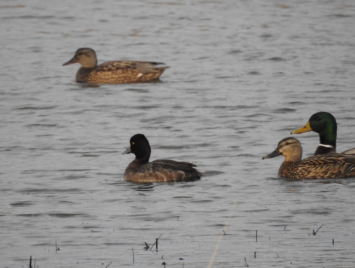 eBird Checklist - 12 Mar 2025 - Parker River NWR - 44 species