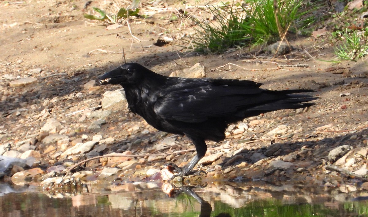eBird Checklist - 12 Mar 2025 - Willcoxson Park Raven nest site - 17 species