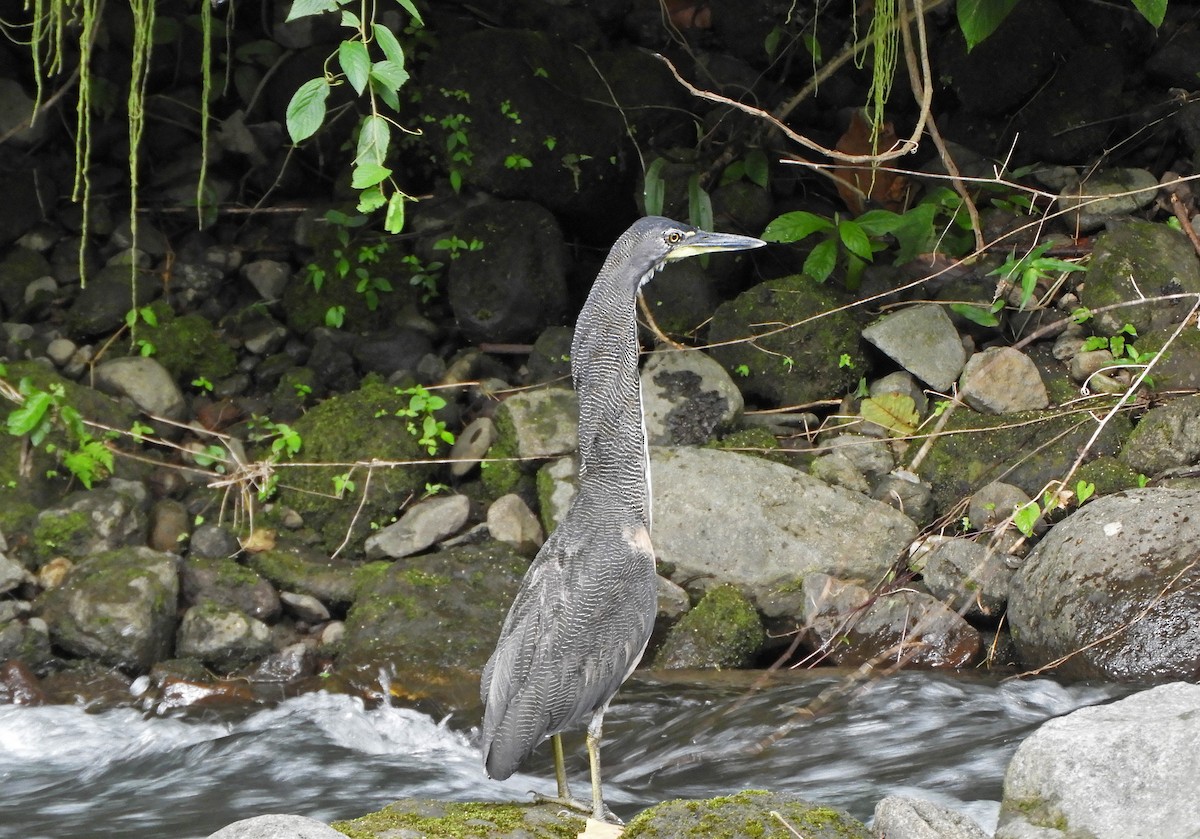 eBird Checklist - 15 Feb 2025 - PN Arenal--Sendero Los Tucanes - 2 species