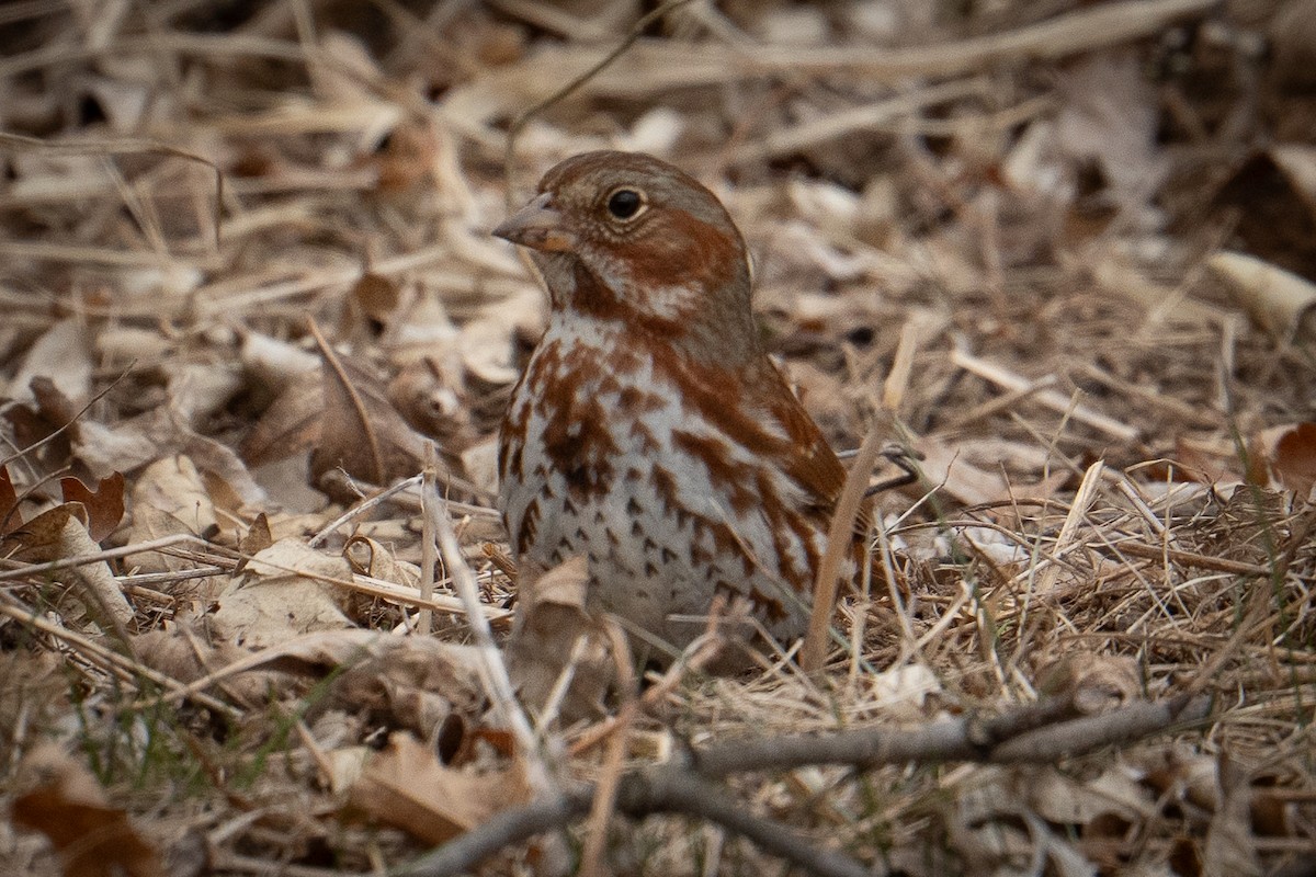 eBird Checklist - 12 Mar 2025 - Ernest L. Oros Wildlife Preserve - 24 ...