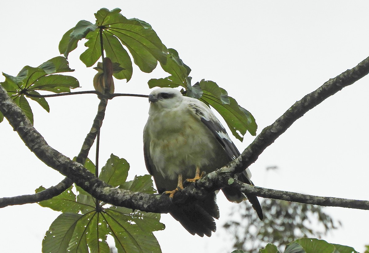 eBird Checklist - 16 Feb 2025 - PN Arenal--Sendero Los Tucanes - 2 species