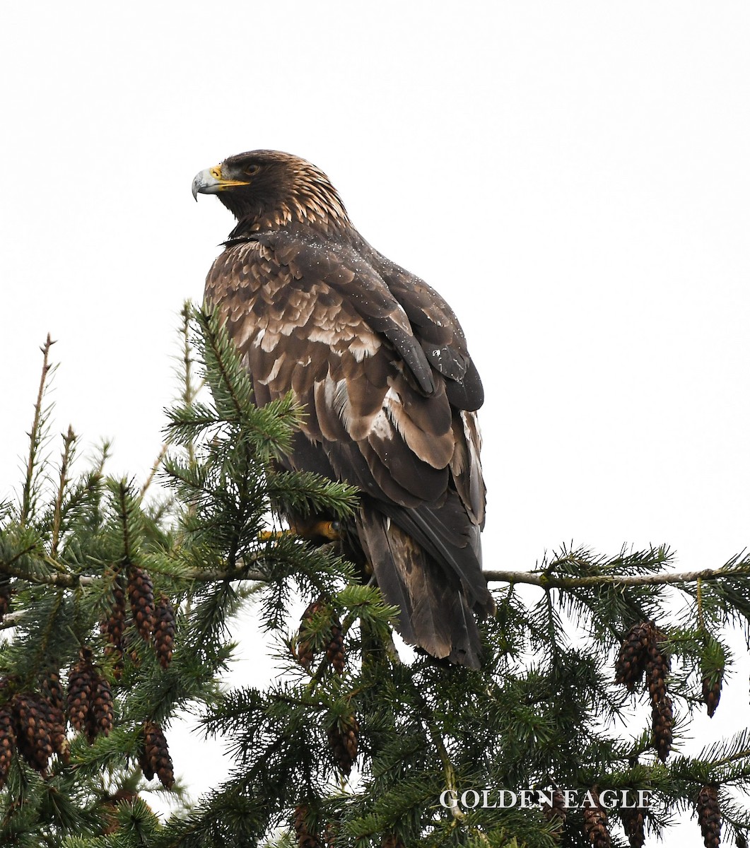 eBird Checklist - 12 Mar 2025 - Serpentine Fen Golden Eagle - 2 species