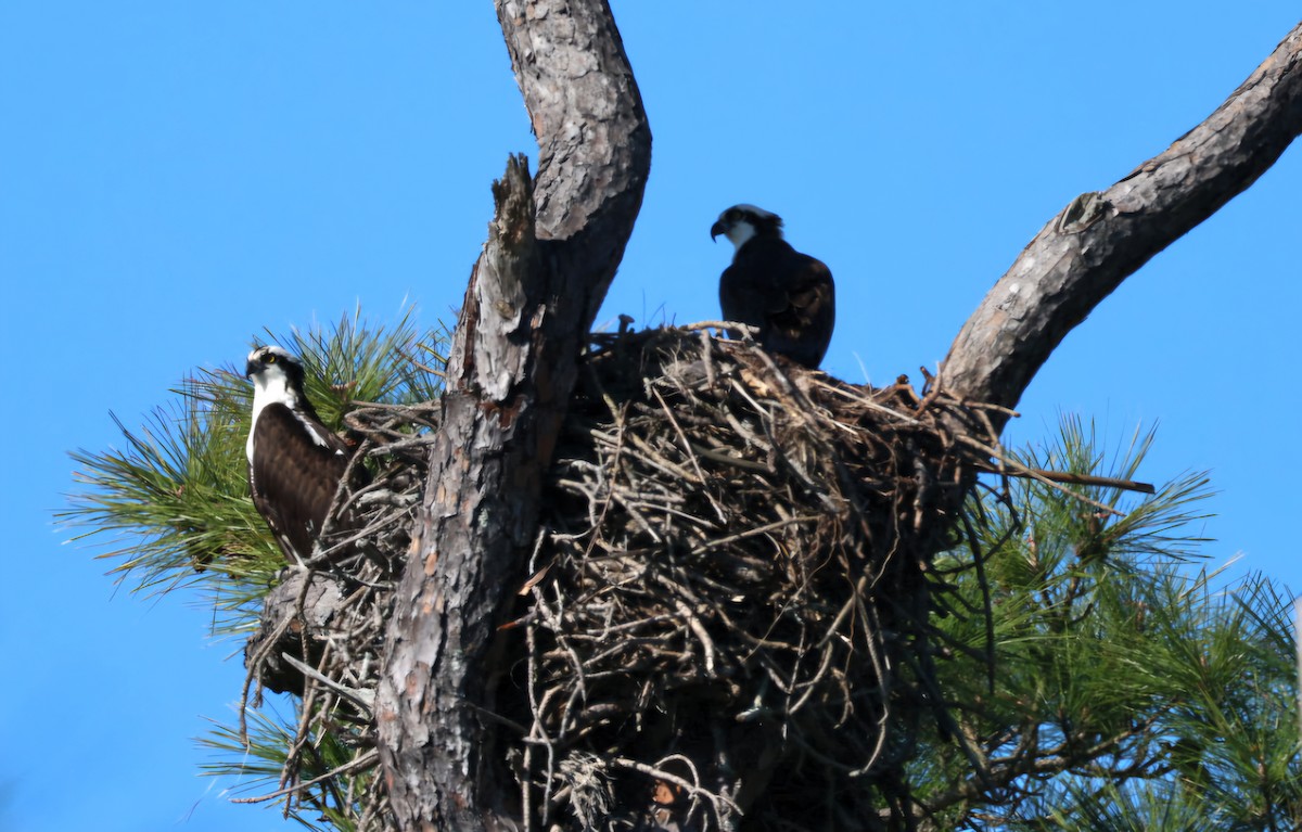 eBird Checklist - 12 Mar 2025 - Gulf Islands National Seashore--Fort ...