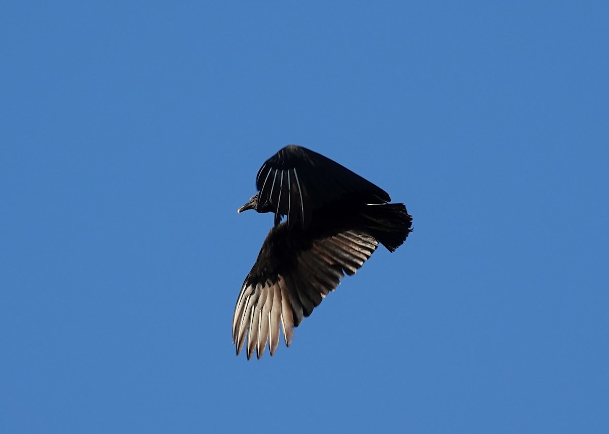 eBird Checklist - 12 Mar 2025 - Laguna Division Conservation Area (AZ ...