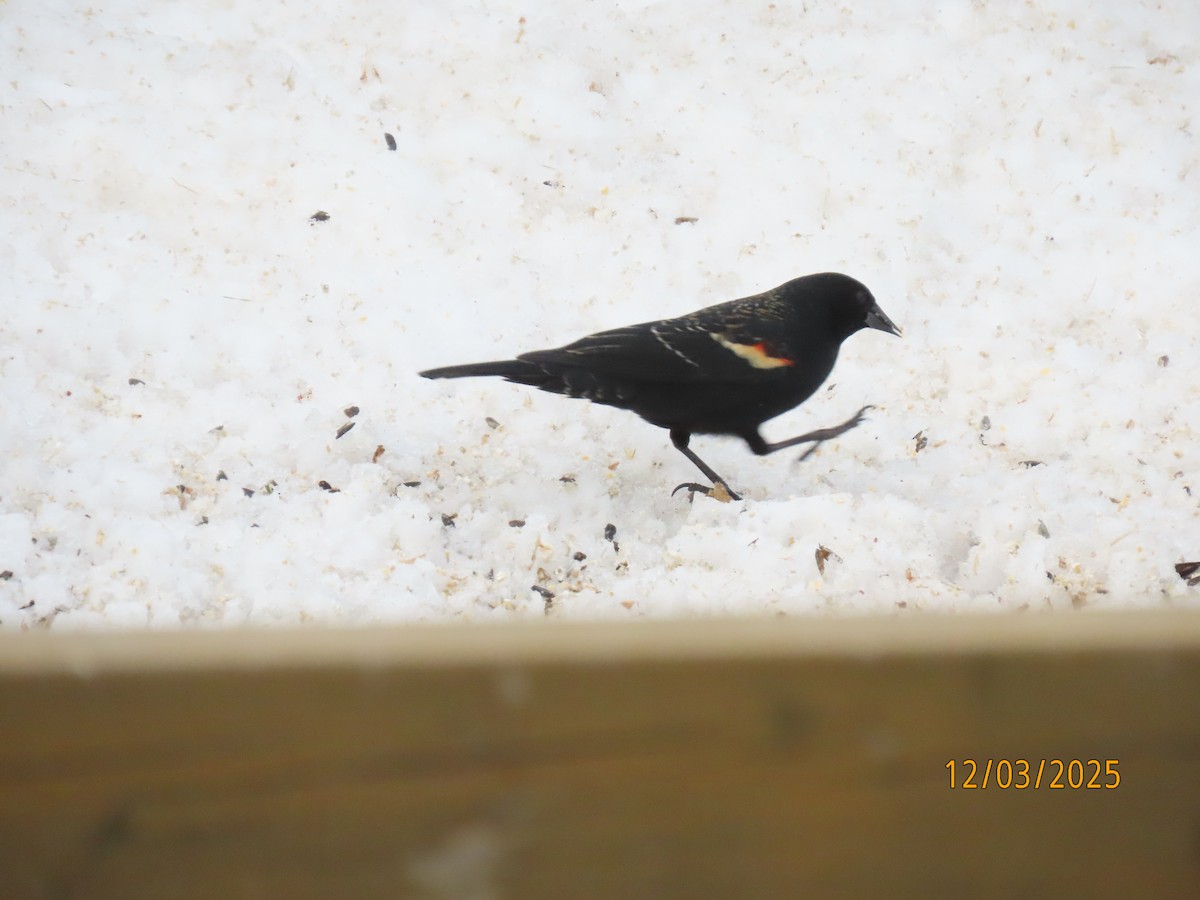 eBird Checklist - 12 Mar 2025 - Chez Nous - 8 species