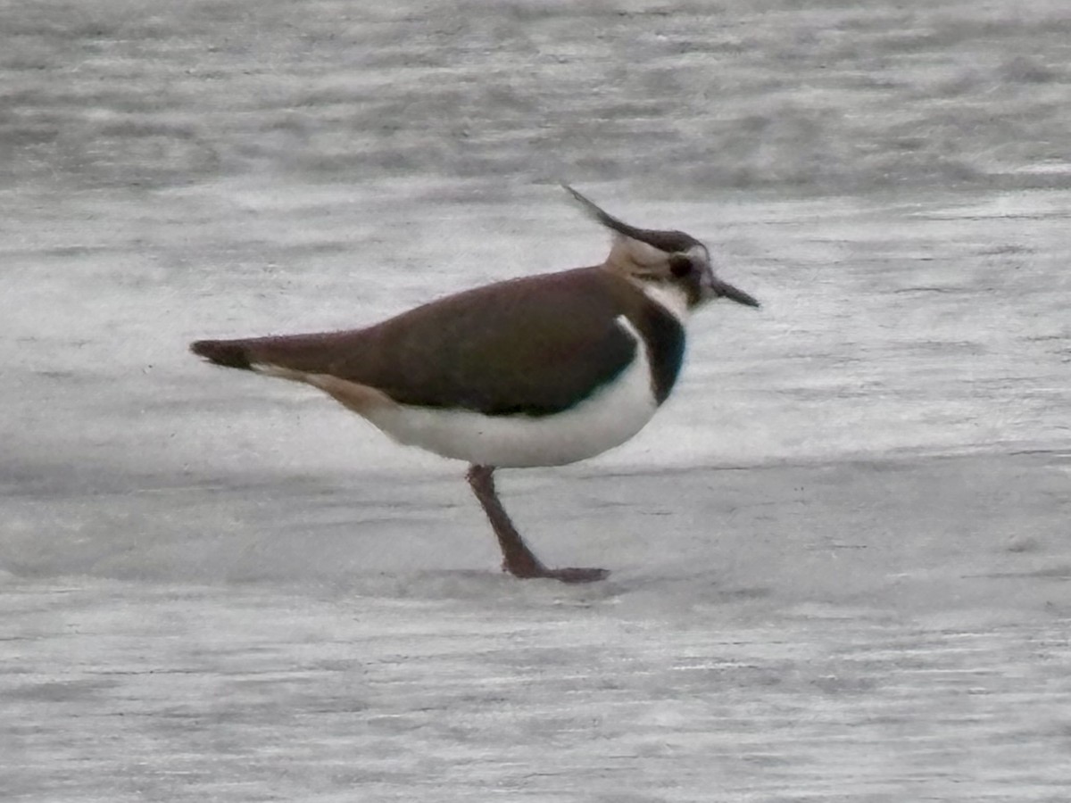eBird Checklist - 12 Mar 2025 - Barton Cove, Gill - 18 species