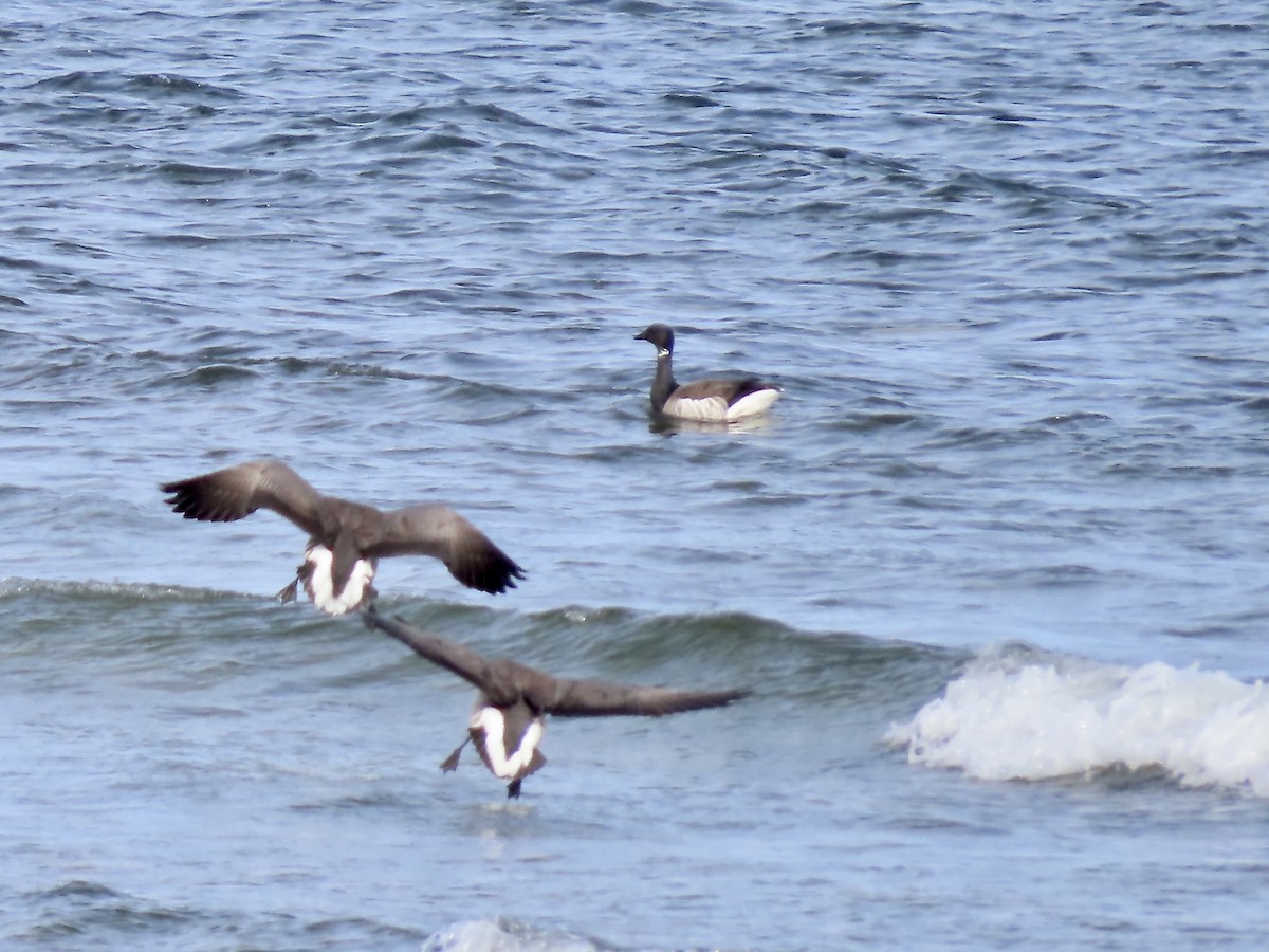 eBird Checklist - 12 Mar 2025 - Parker River NWR - 34 species