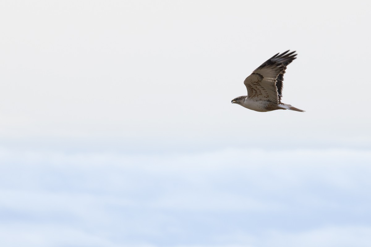 eBird Checklist - 12 Mar 2025 - Milk River Ridge Reservoir (general ...