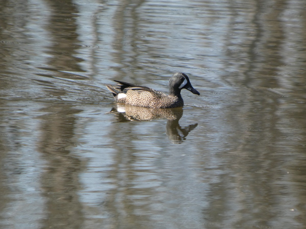 eBird Checklist - 12 Mar 2025 - Phinizy Swamp Nature Park - 40 species
