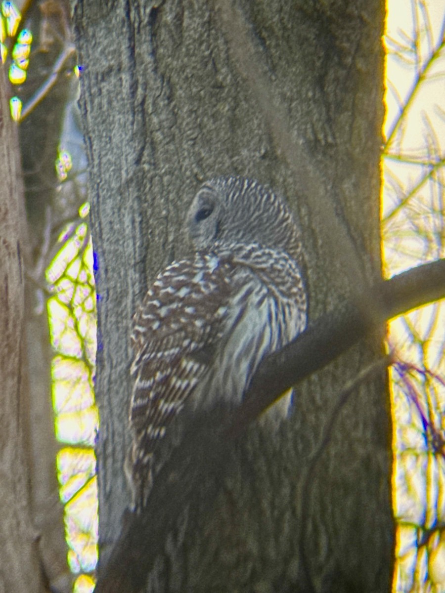 eBird Checklist - 12 Mar 2025 - Governor Nelson SP - 33 species